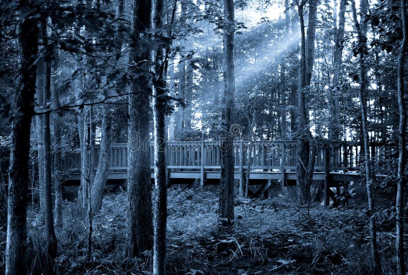 Moonbeams stock image. Image of secret, woods, romantic - 1716215