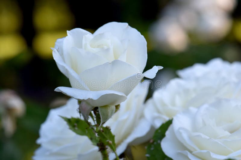 Moondance Phenotype Stock Photos - Free & Royalty-Free Stock Photos ...