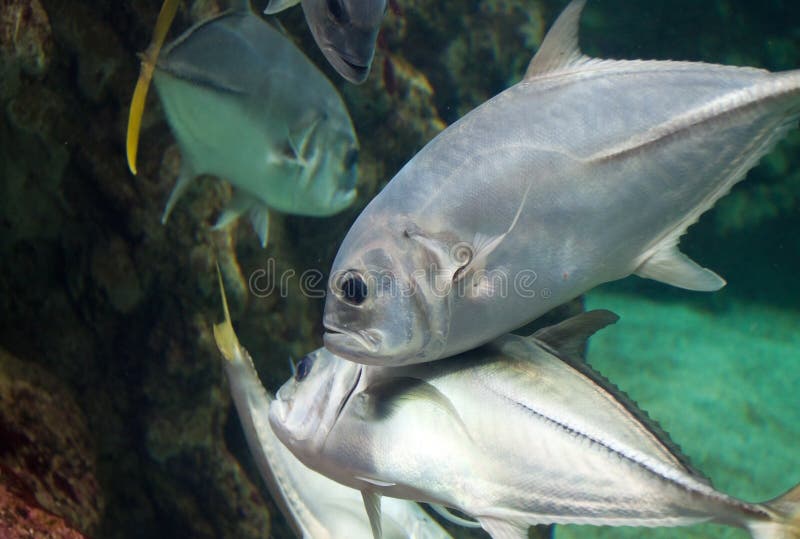 Moonfish stock photo. Image of indian, france, tank, tree - 25244218