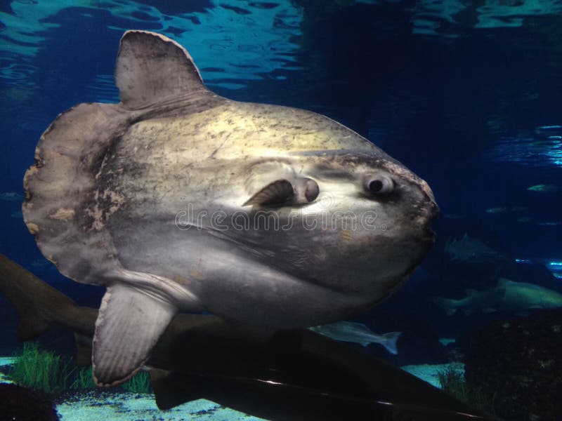 Moonfish stock photo. Image of aquarium, underseaworld - 50999502