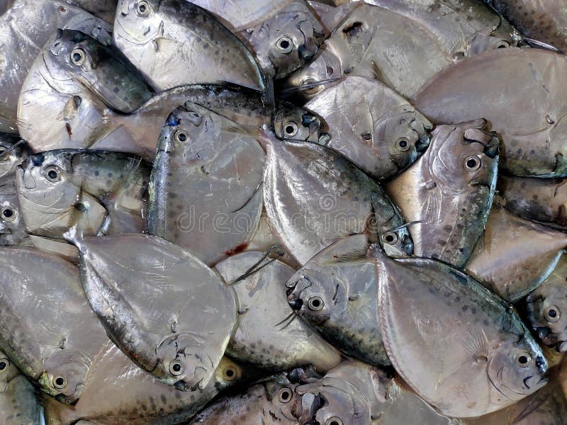 Moonfish stock image. Image of fish, carnivorous, moonfish - 368727833