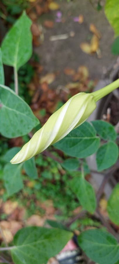 Moonflower vine bud stock photo. Image of leaf, petal - 232665540