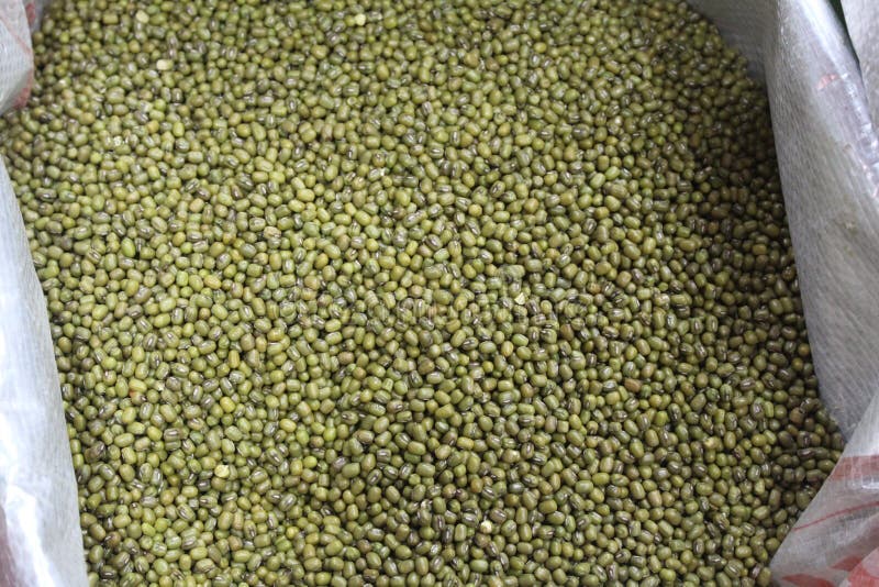 Moong beans stock photo. Image of plant, plantation - 259821112