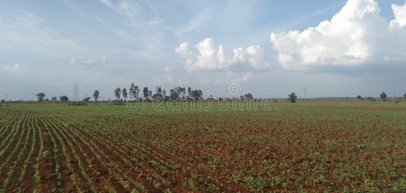 Moong Dal Farming and Tree Blue-Sky and Cloud Stock Photo - Image of ...