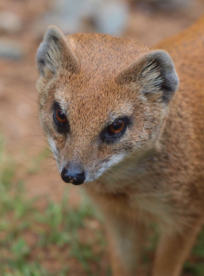 Moongoose stock photo. Image of safari, animal, mammal - 20794590