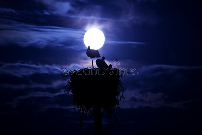 Moonlight. stock image. Image of nest, night, moonlight - 26091957