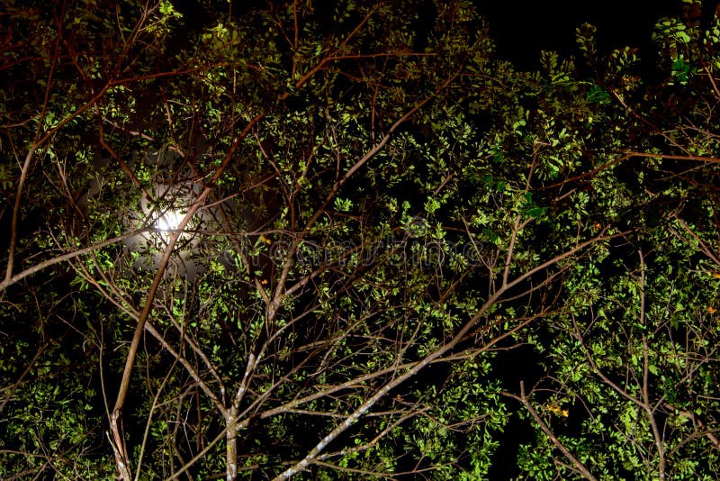 Moonlight Above the Tree and the Light Shining from Under the Tree ...