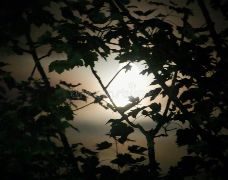 Moonlight stock image. Image of moonlight, view, abstract - 258060069