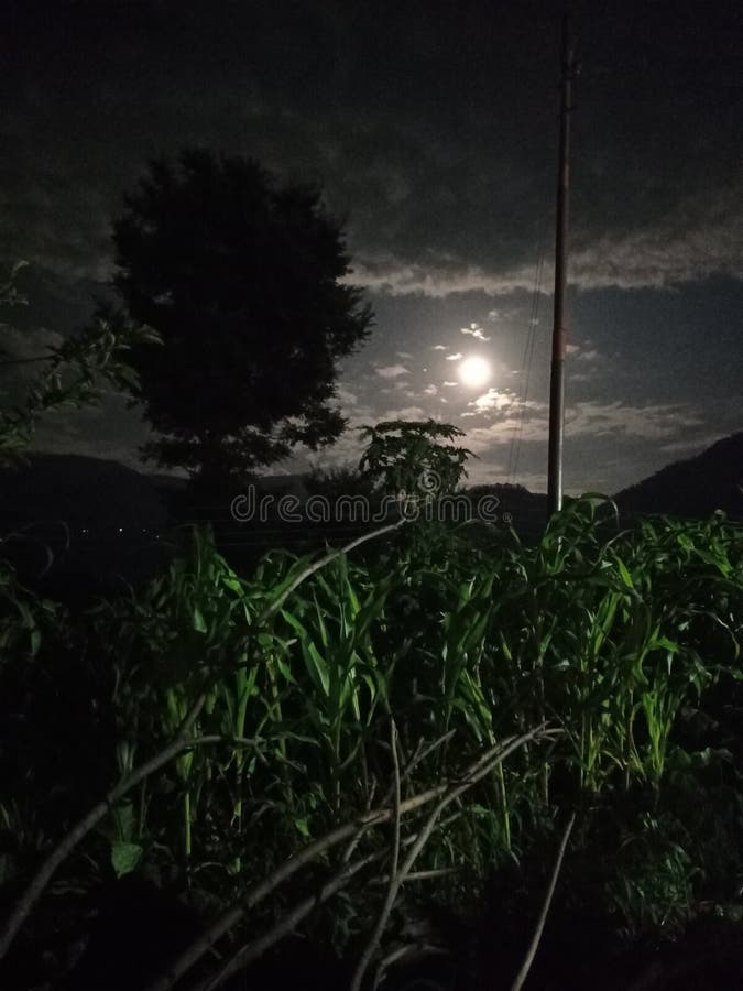 Moonlight in a Beautiful Night, Nature Stock Photo - Image of ...