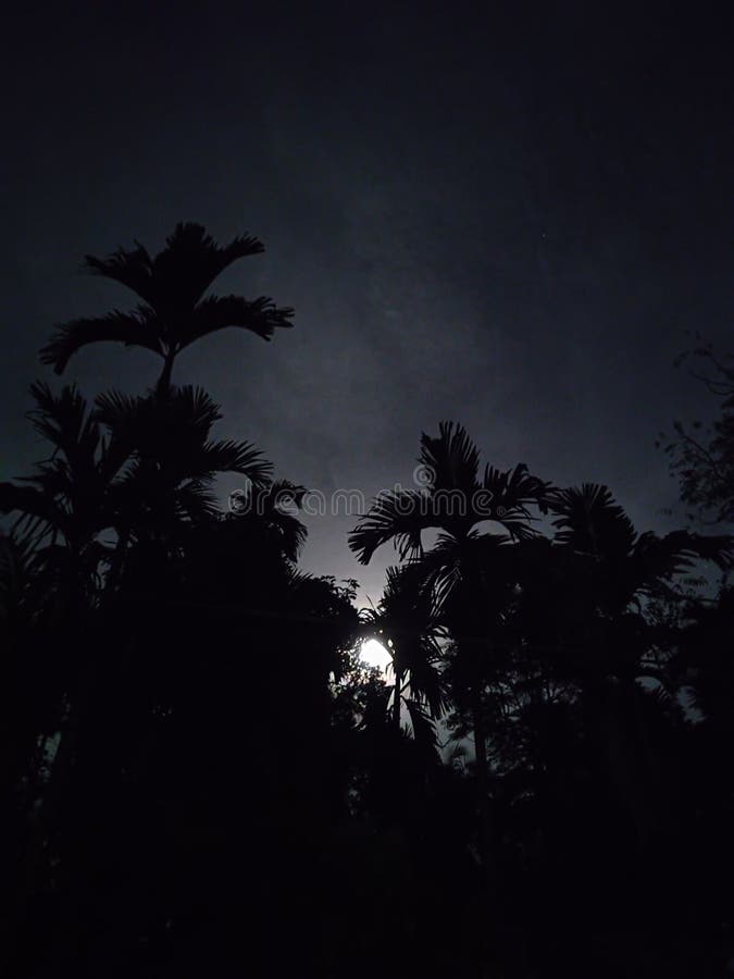 Moonlight Behind the Areca Palm Tree at Night Stock Photo - Image of ...