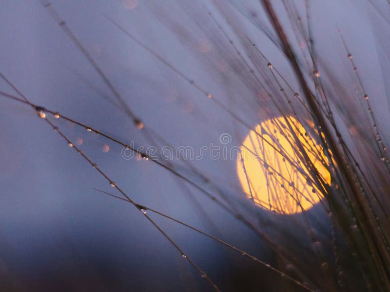Moonlight Behind Dewy Grass Stock Image - Image of grass, moody: 108972431