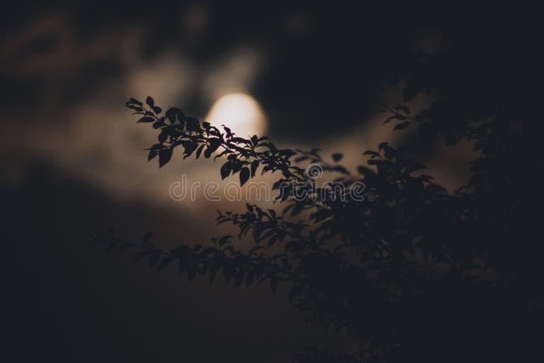 Moonlight Blurred Against the Clouds Behind the Silhouetted Branches of ...