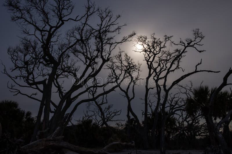 Moonlight through Branches of a Tree. Stock Image - Image of twilight ...