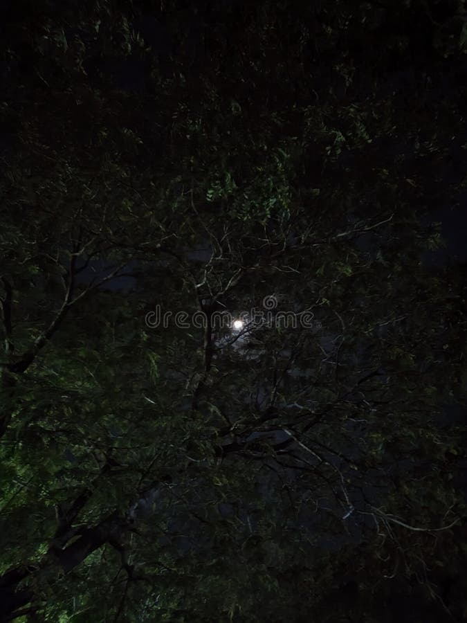 Moonlight through the Canopy Stock Photo - Image of faint, ethereal ...