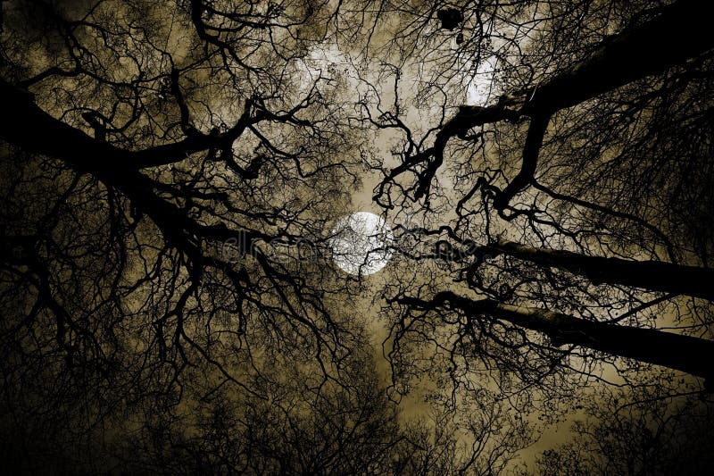 Moonlight through the Canopy. Stock Photo - Image of night, shining ...