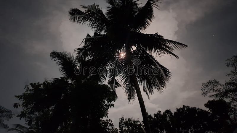 The Moonlight Covered the Trees Stock Photo - Image of monochrome ...