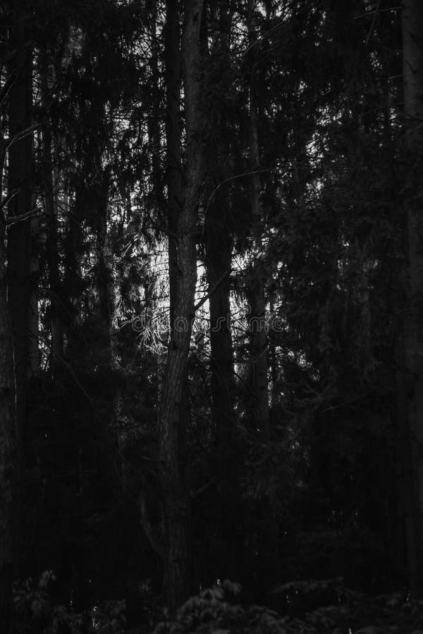 Moonlight in a Dark Night Spruce Forest. Branches and Trunks of Trees ...