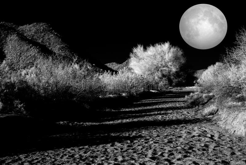 Moonlight Desert Saguaros stock image. Image of cacti - 4686201