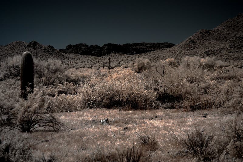 Moonlight Desert Saguaros stock photo. Image of desert - 4803456