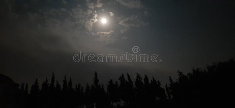Moonlight Forrest stock image. Image of forrest, night - 203491315