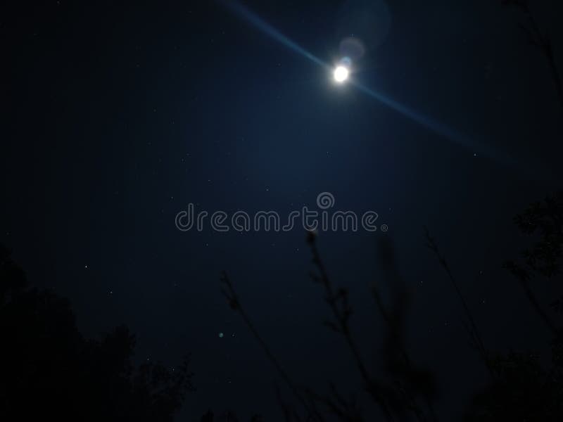 Moonlight and Grass Plants in the Dark Night Stock Photo - Image of ...