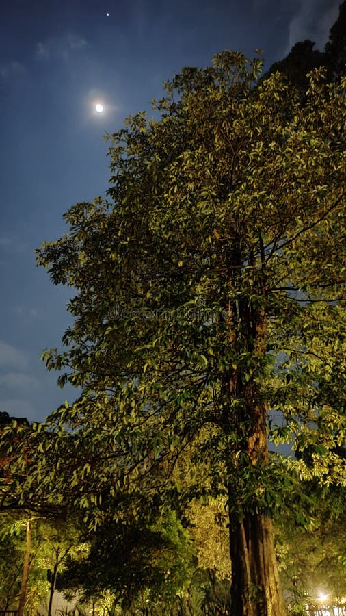 Moonlight on green trees stock image. Image of light - 261774637