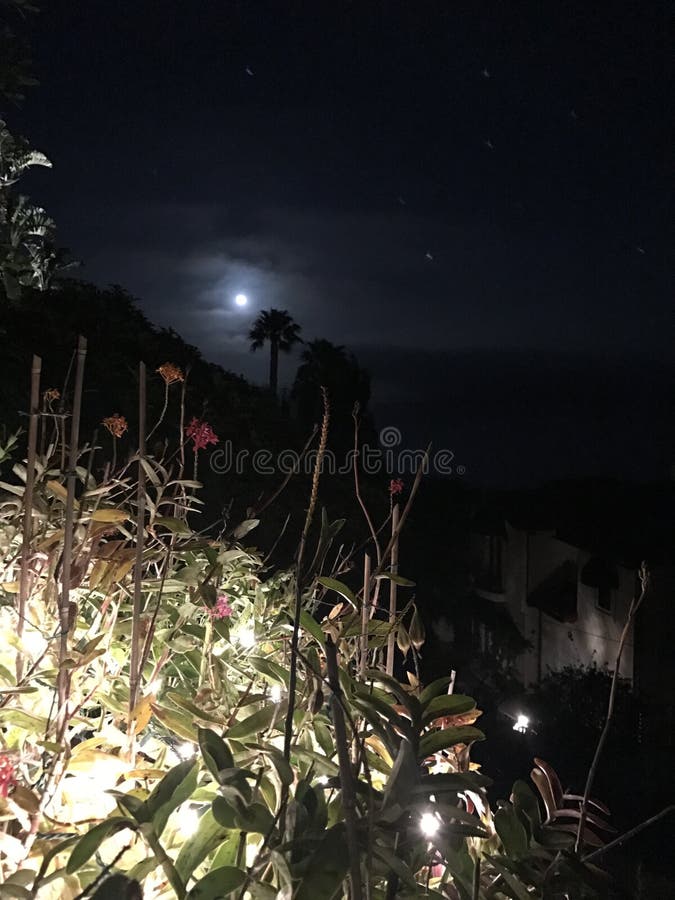 Moonlight stock photo. Image of palm, moonlight, lights - 89918716