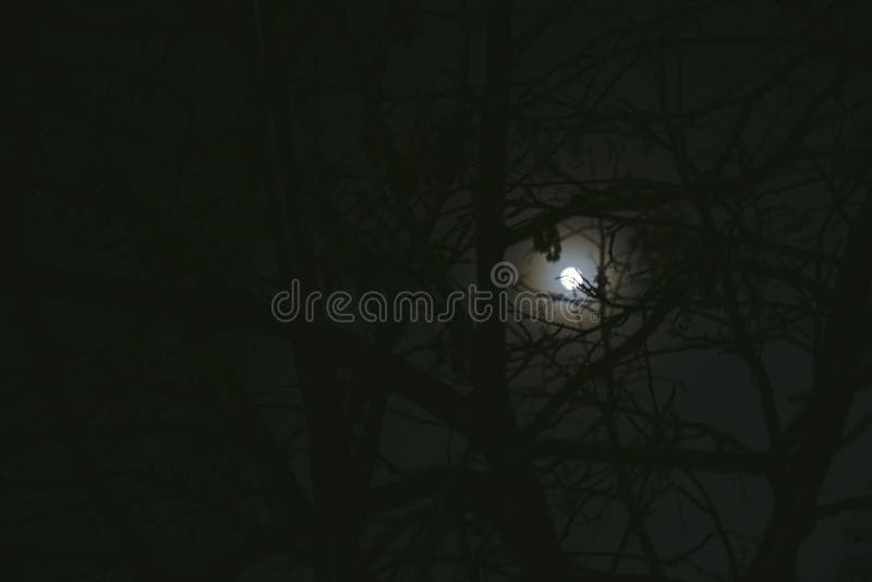 Moonlight at Night and Scary Tree Branches Stock Image - Image of ...