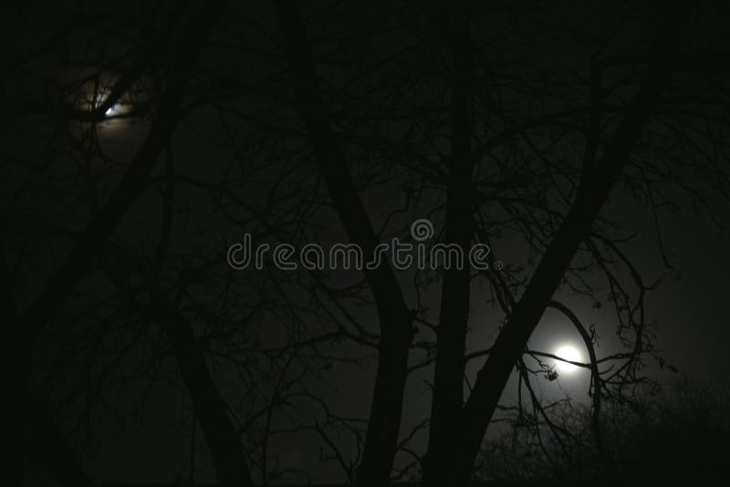 Moonlight at Night and Scary Tree Branches Stock Image - Image of ...
