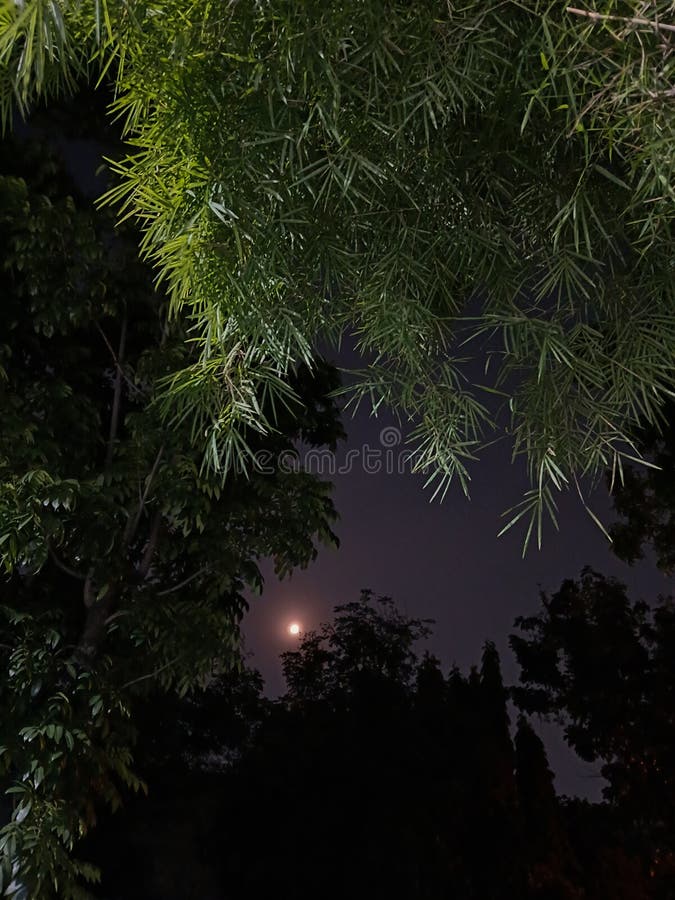 Moonlight in the Night Sky with Bamboo Trees Stock Photo - Image of ...