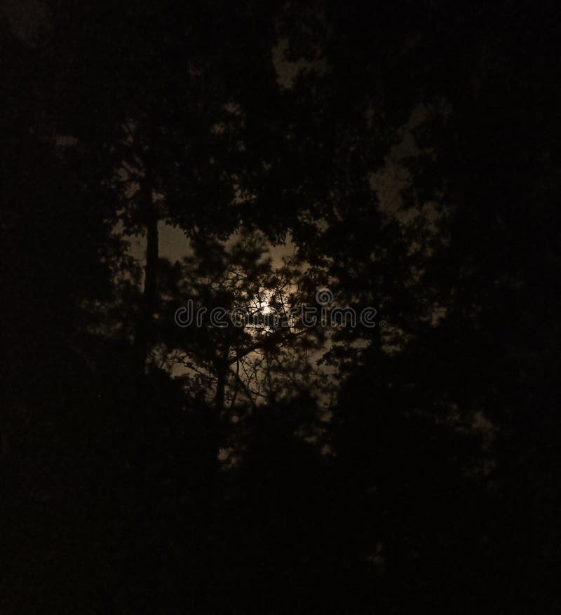 Moonlight through Pine Trees Stock Photo - Image of moon, winter: 253654614