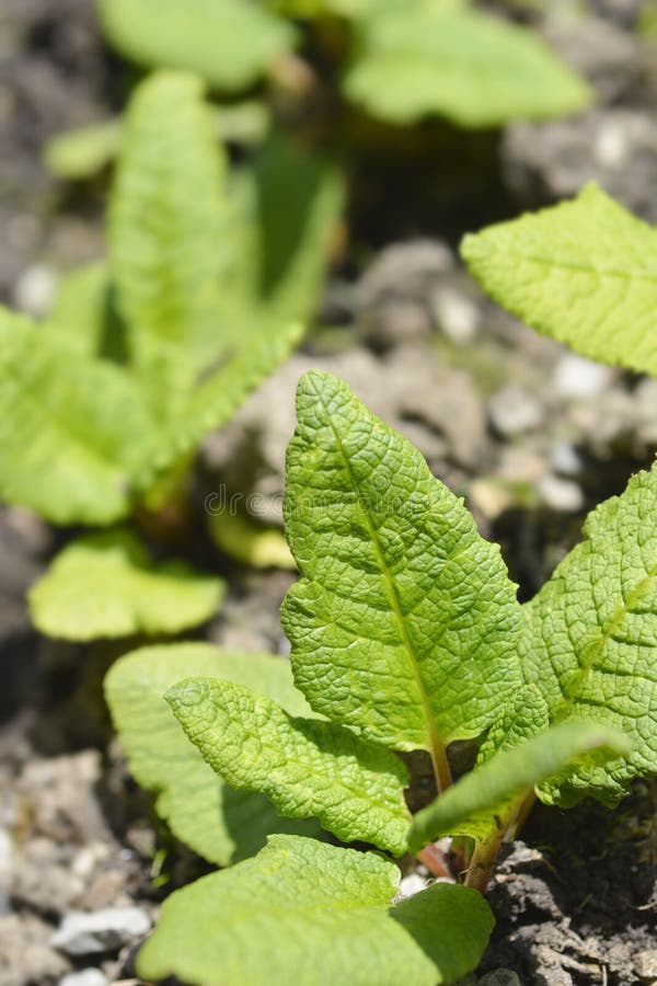 Moonlight Primrose Violacea Stock Photo - Image of violacea, latin ...