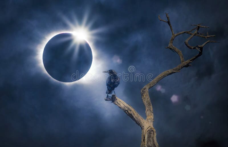 Moonlight raven stock photo. Image of feather, evil - 254095790