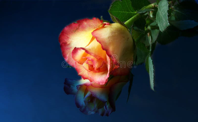 Red Lacewing Butterfly stock image. Image of cethosia, biblis - 558729