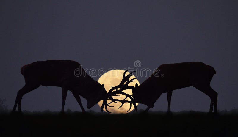 461 Deer Moonlight Stock Photos - Free & Royalty-Free Stock Photos from ...