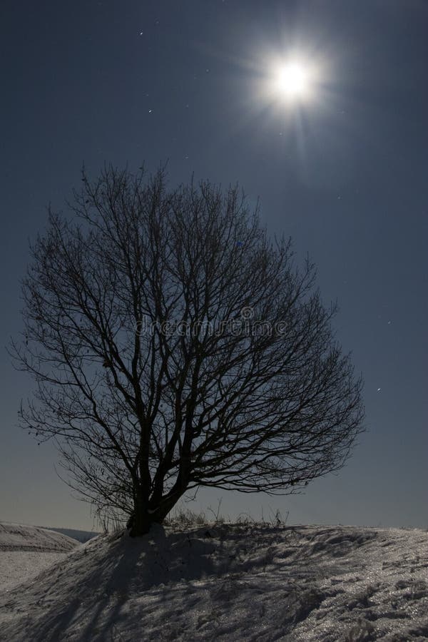 Spruce Tree on a Hillside in Springtime at Night Stock Image - Image of ...