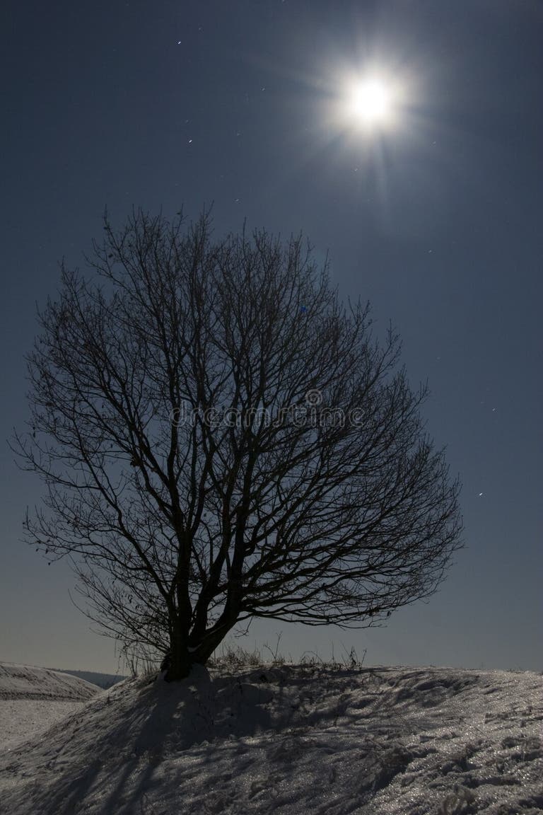 26,771 Moonlight Tree Stock Photos - Free & Royalty-Free Stock Photos ...