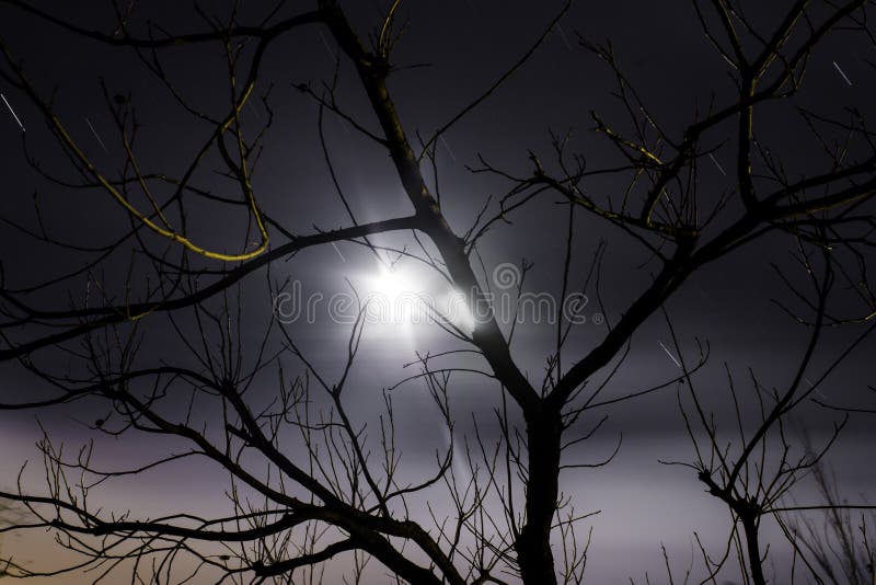 Moonlight through a Tree on an Open Autumn Night Stock Photo - Image of ...
