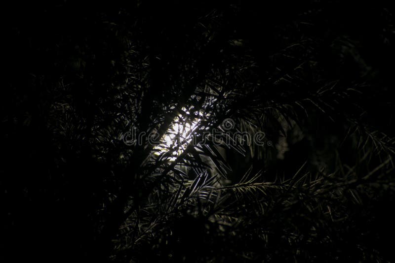 Moonlight through the tree stock image. Image of creepy - 185551579