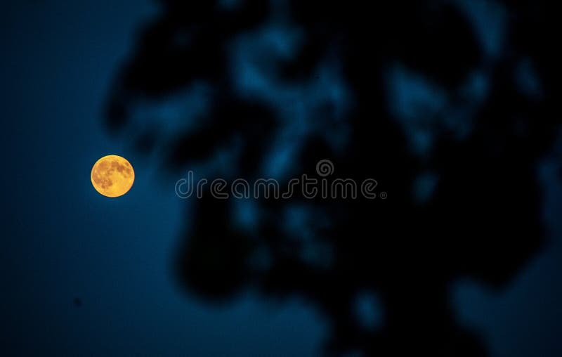 Moonlight and tree shadow stock photo. Image of blue - 106736044