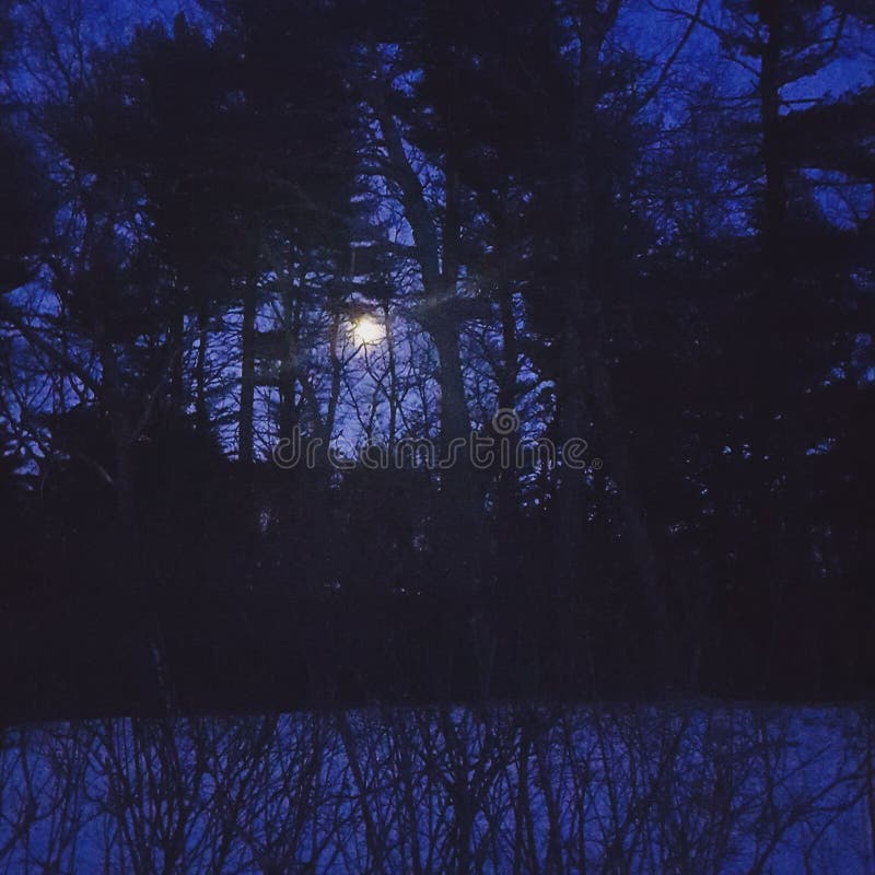 Moonlight through trees stock photo. Image of forrest - 170427280