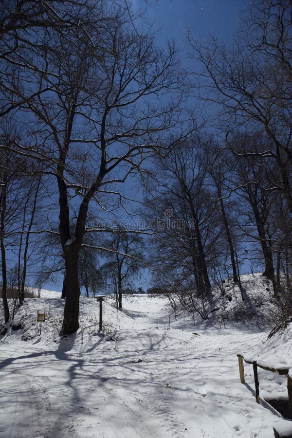 Moonlight trees stock photo. Image of moonshine, leafless - 8129838