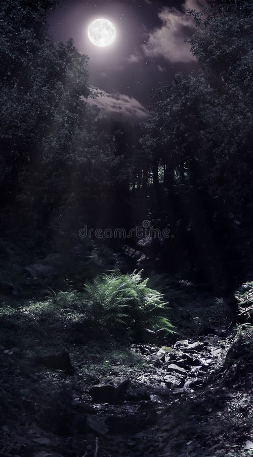 Moonlight in the woods stock photo. Image of glade, darkness - 80349072