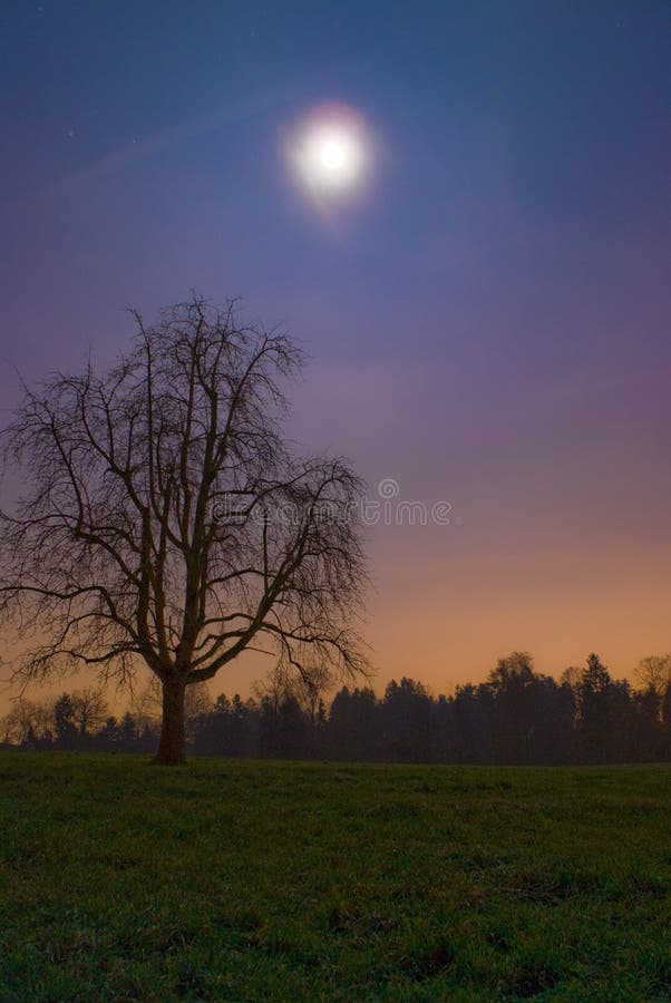 Moonlighted tree stock photo. Image of night, forest, tree - 9129468