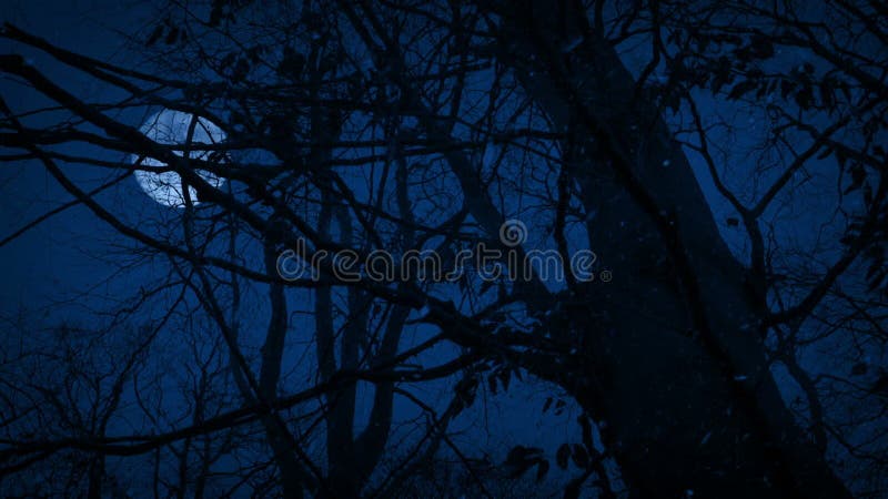 Moonlit Forest at Night with Snow Falling Stock Video - Video of night ...