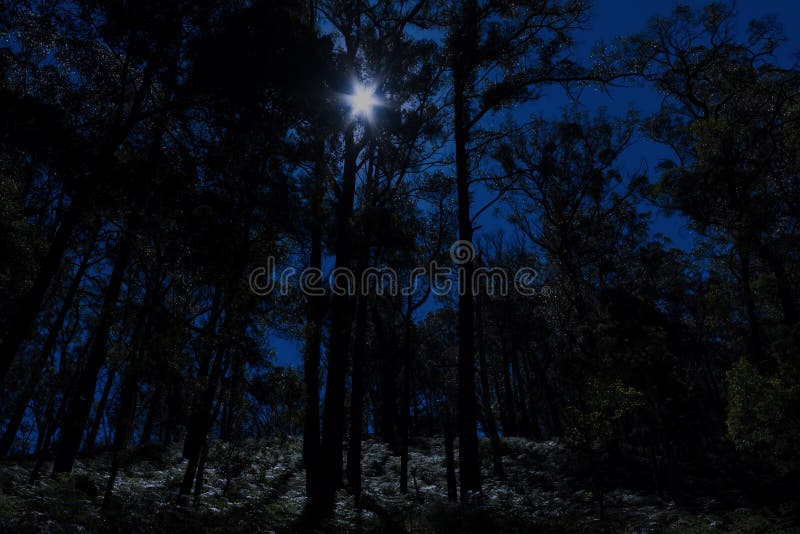 Moonlit Forest stock image. Image of moon, moonlight - 52088379