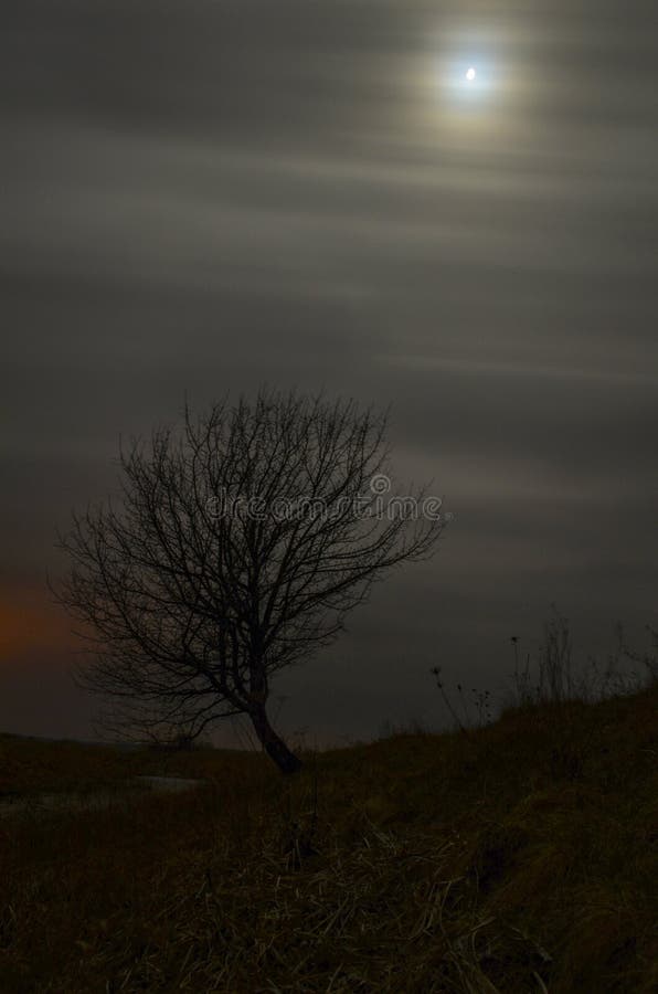 Moonlit night stock image. Image of branch, black, lonely - 96641109