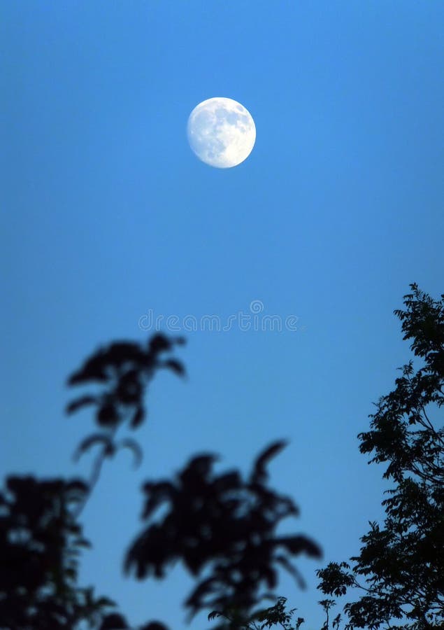 Moonlit night stock photo. Image of full, trees, nature - 94535962