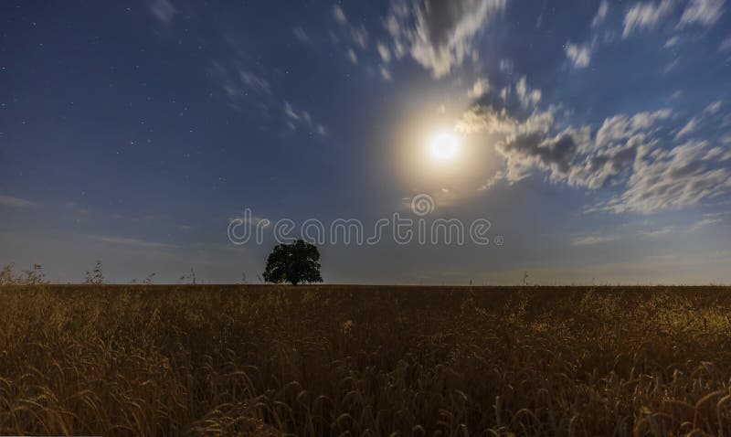 Moonlit Night Over Wheat Field Stock Image - Image of agricultural ...