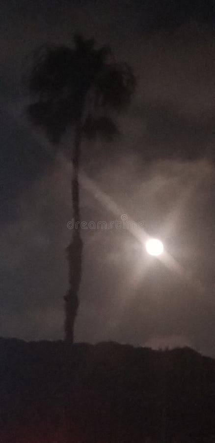 Moonlit night palm stock photo. Image of light, palm - 163344248